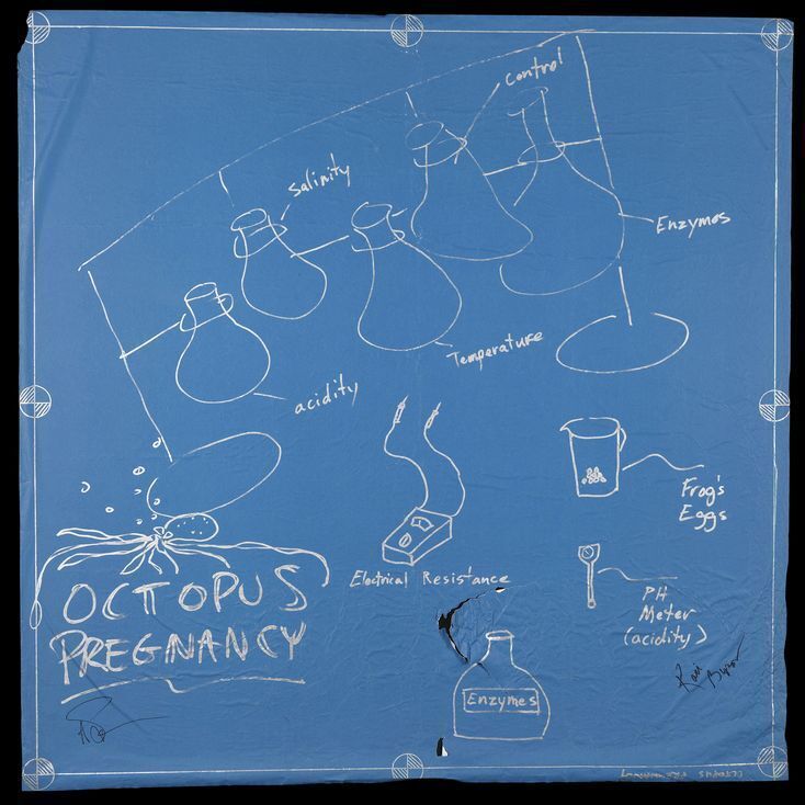 Lot # 125: Octopus Pregnancy Blueprint Signed by Adam Savage and Kari ...